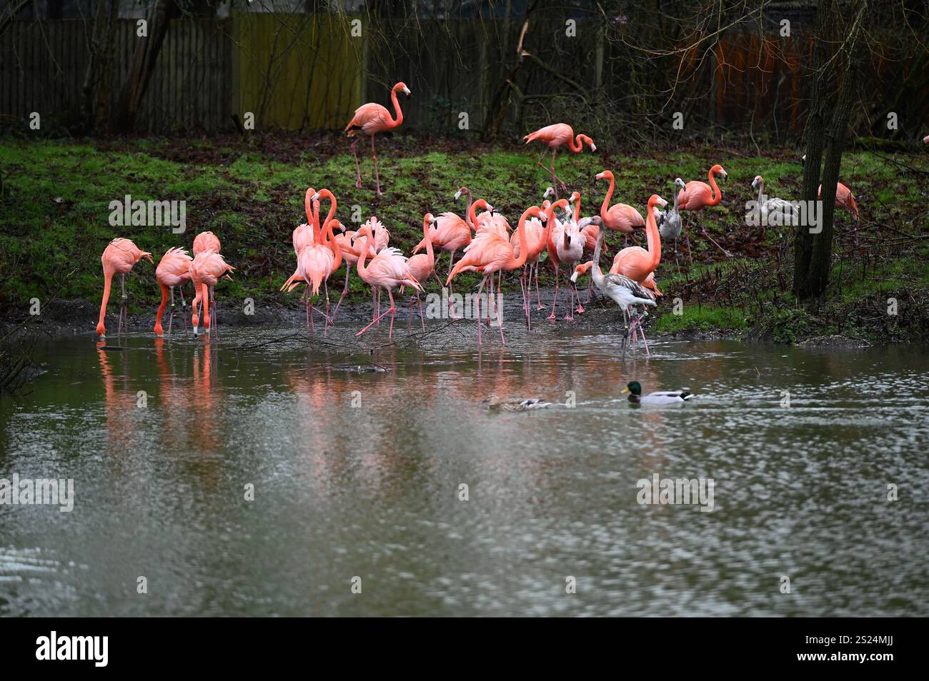 Whipsnade Zoo had its annual stocktake today .There are more than 245 ...