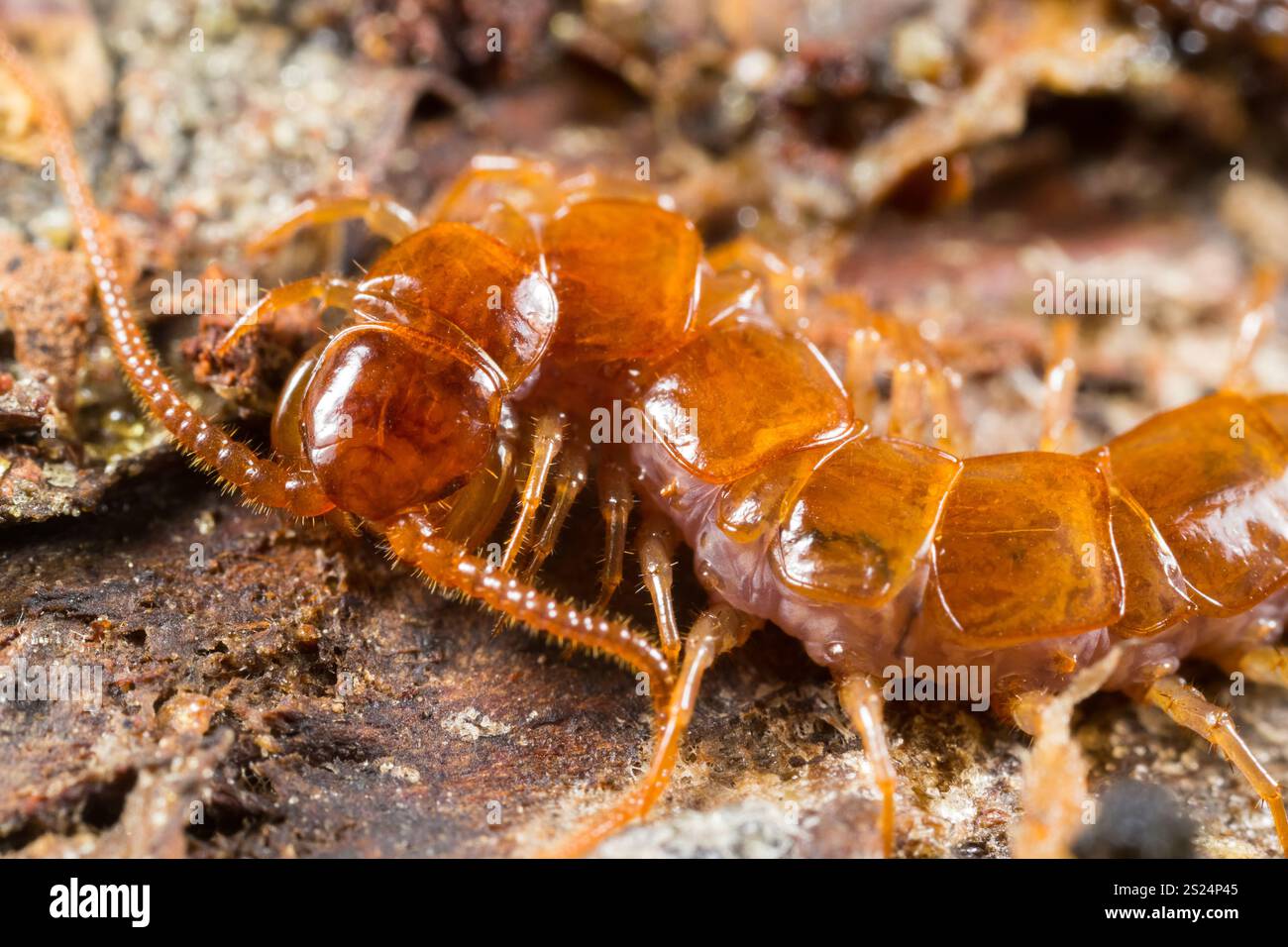 Stone centipede (Lithobius Stock Photo - Alamy