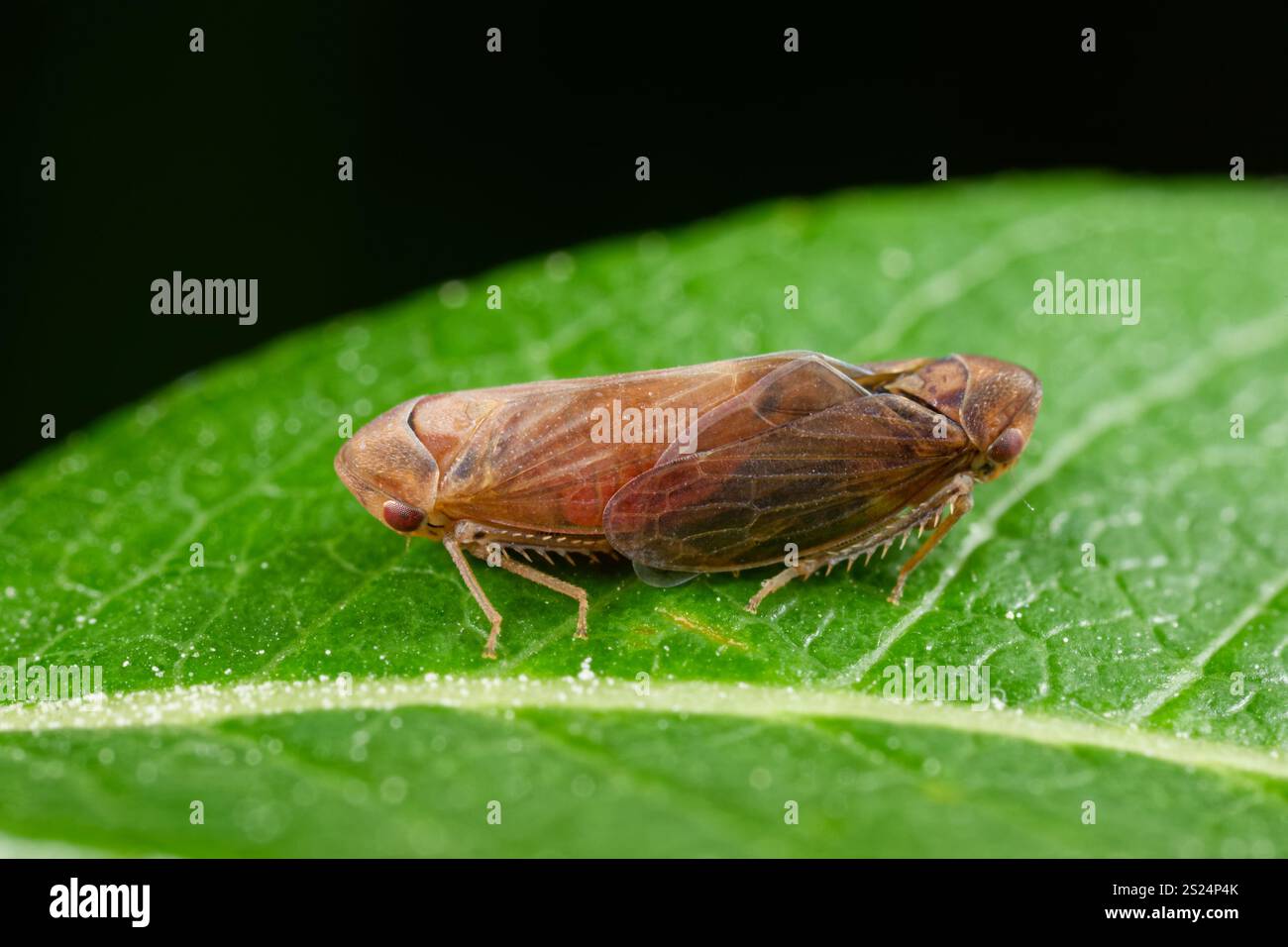 Macropsis hi-res stock photography and images - Alamy
