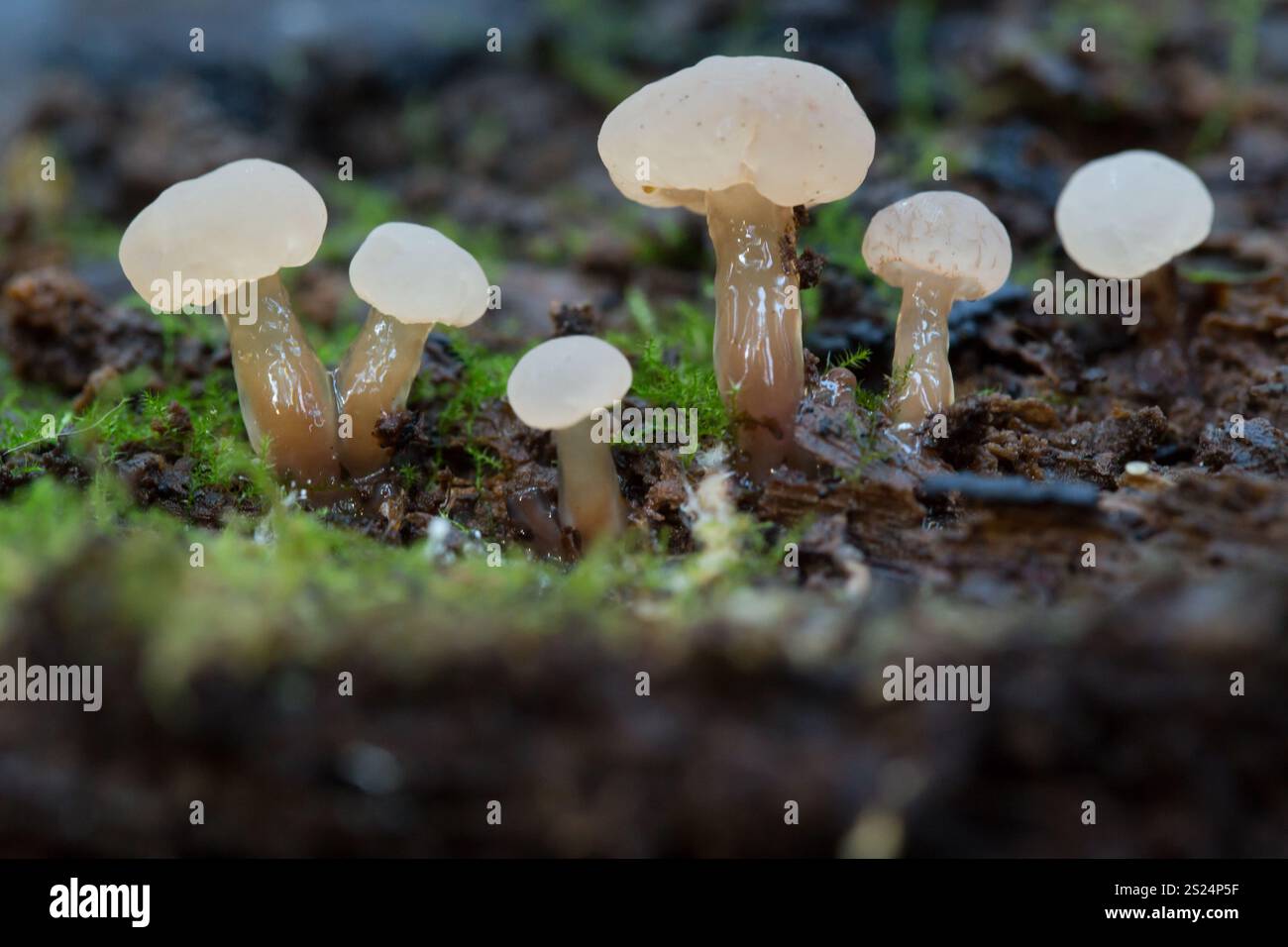 Cup fungus (Neocudoniella albiceps Stock Photo - Alamy