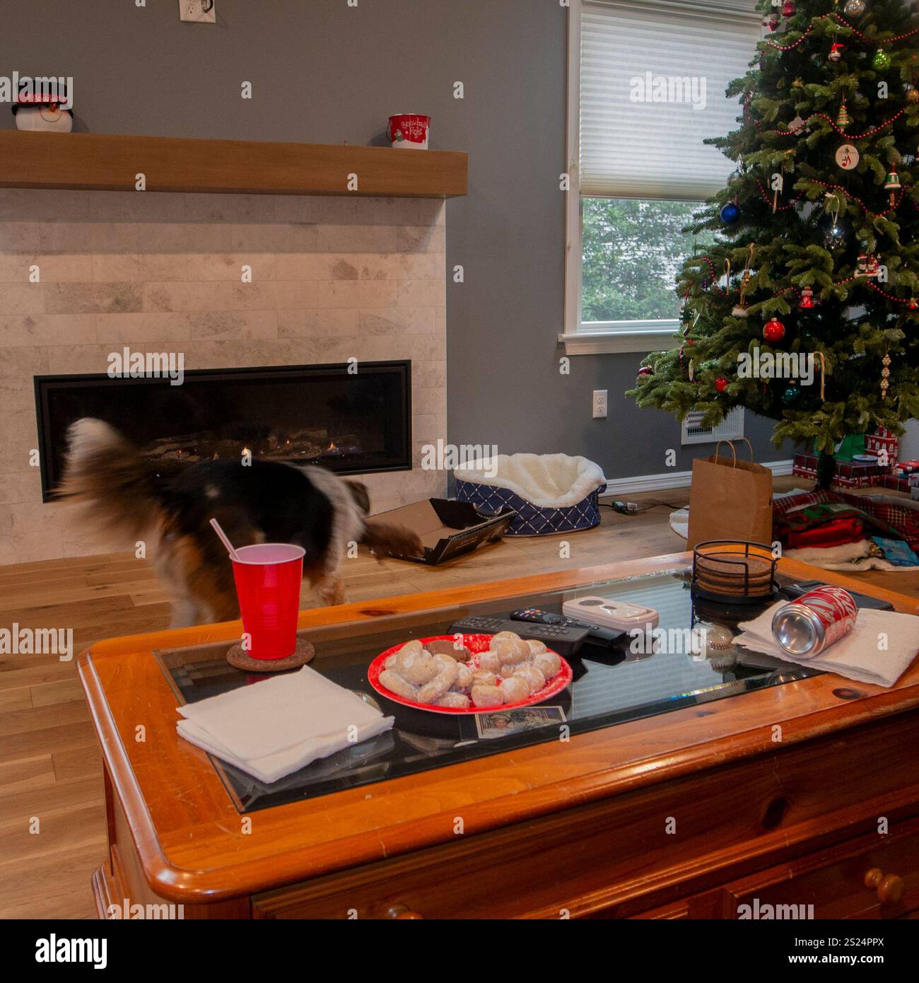 January 1, 2025, Scotch Plains, New Jersey, USA: Christmas tree in the ...