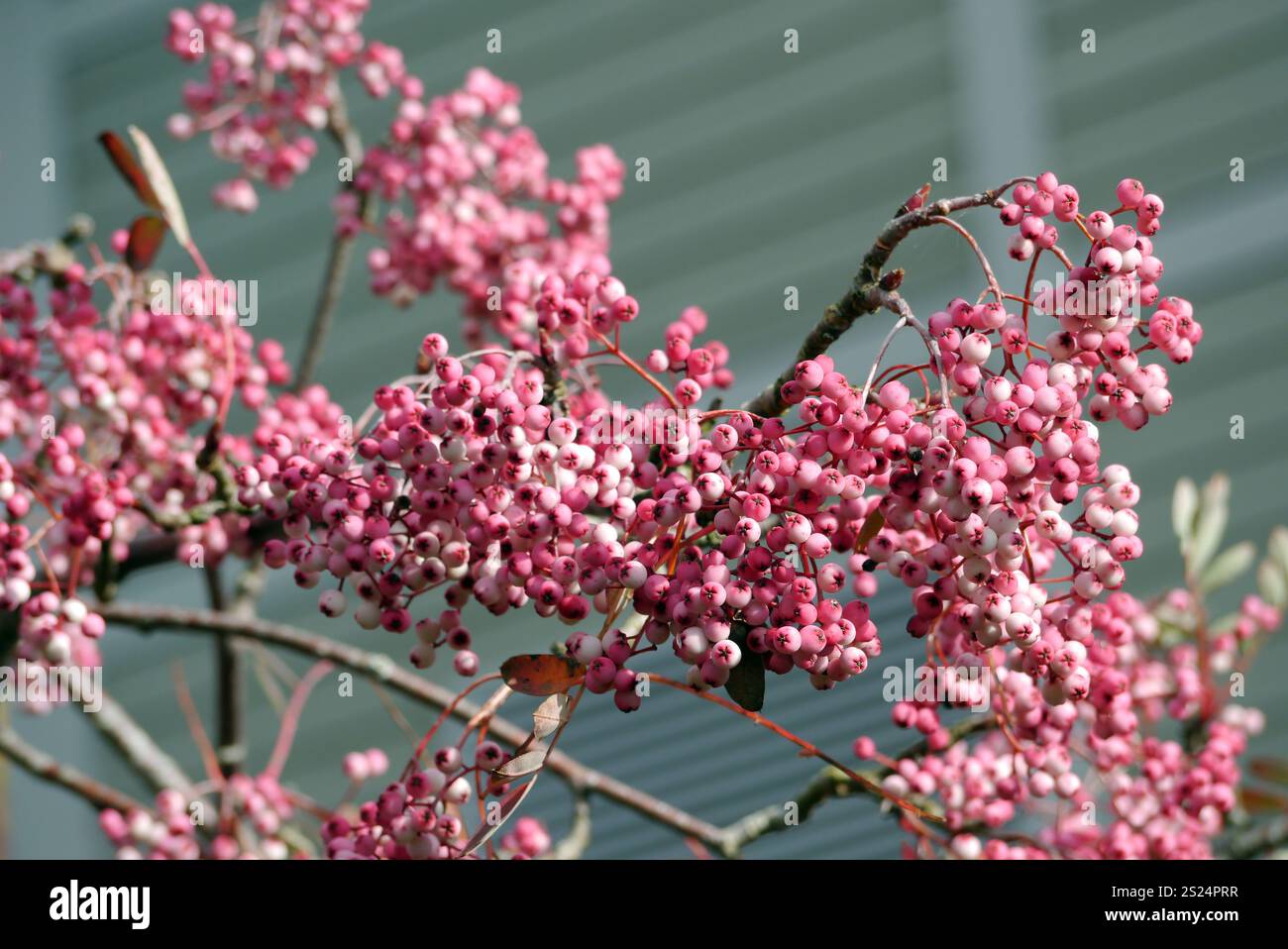 Pink Sorbus Pseudohupehensis 'Pink Pagoda' (Hupeh Rowan) Berries grown ...