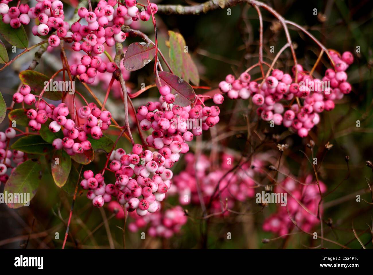 Pink Sorbus Pseudohupehensis 'Pink Pagoda' (Hupeh Rowan) Berries grown ...