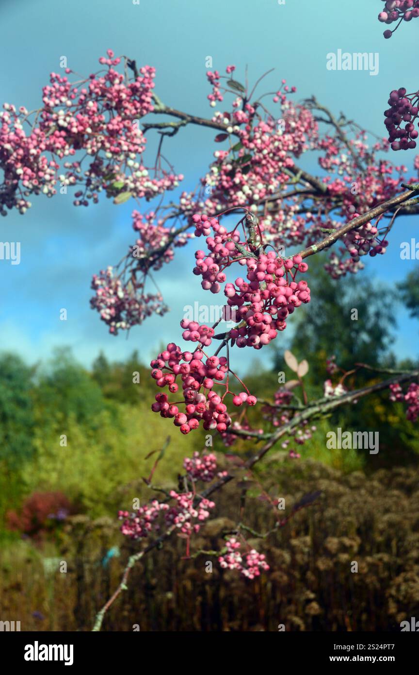 Pink Sorbus Pseudohupehensis 'Pink Pagoda' (Hupeh Rowan) Berries grown ...