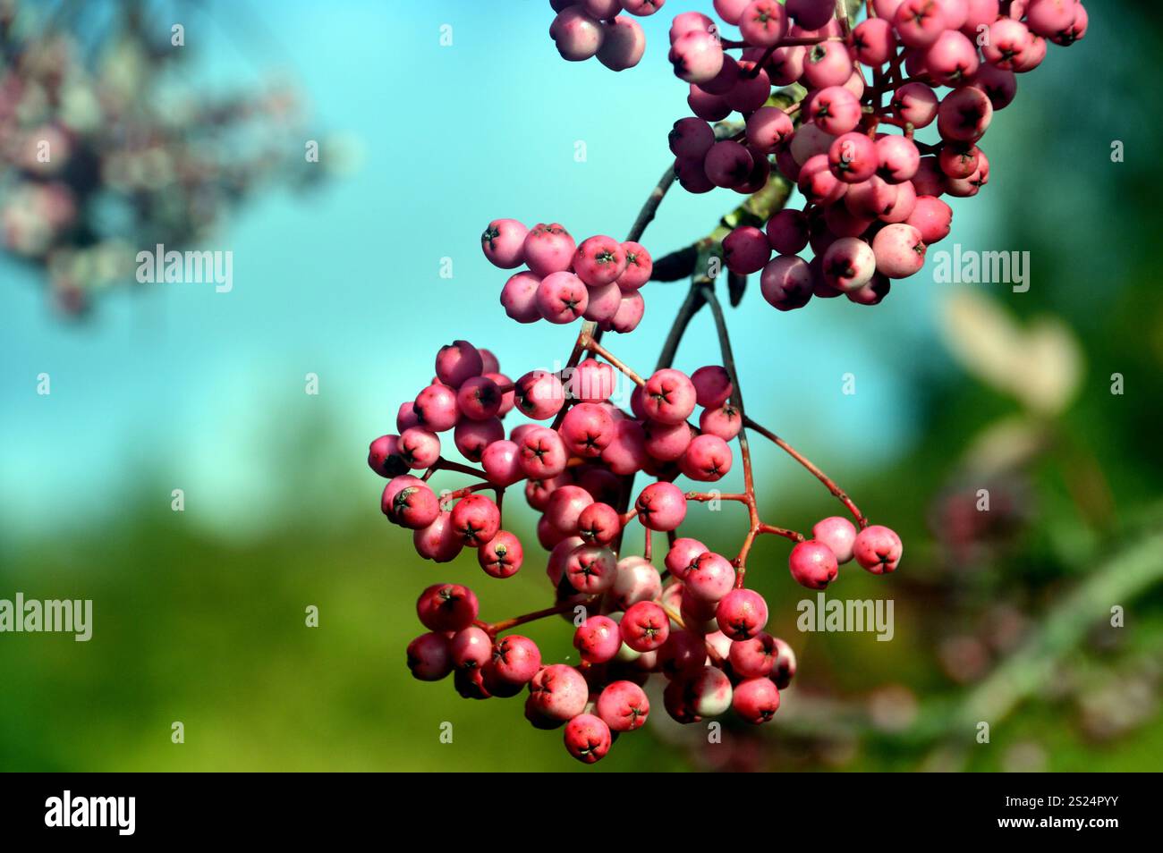 Pink Sorbus Pseudohupehensis 'Pink Pagoda' (Hupeh Rowan) Berries grown ...