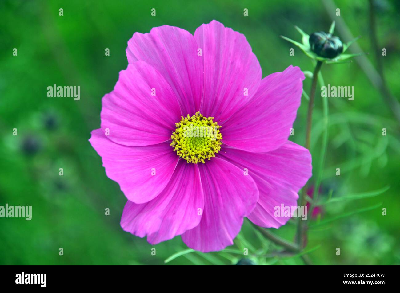 Single Solitary Bright Pink Cosmos 'Bipinnatus' Flower grown in a ...