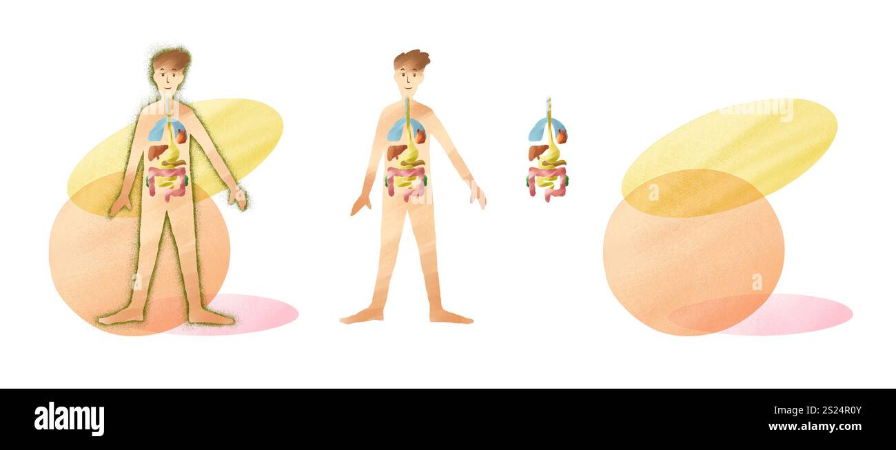 Human body organs kidney hi-res stock photography and images - Alamy