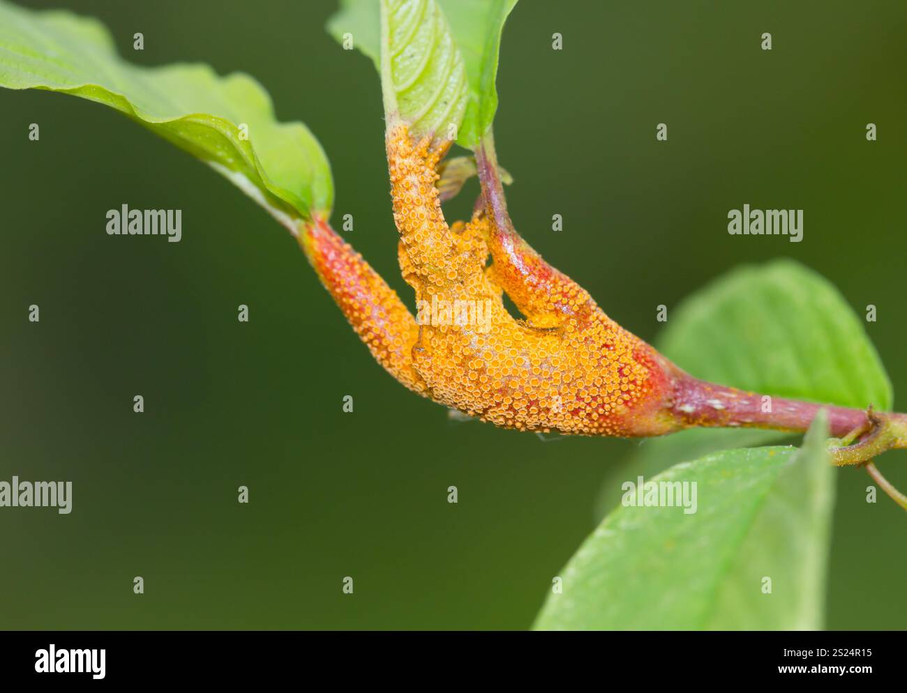 Barley crown rust (Puccinia coronata Stock Photo - Alamy