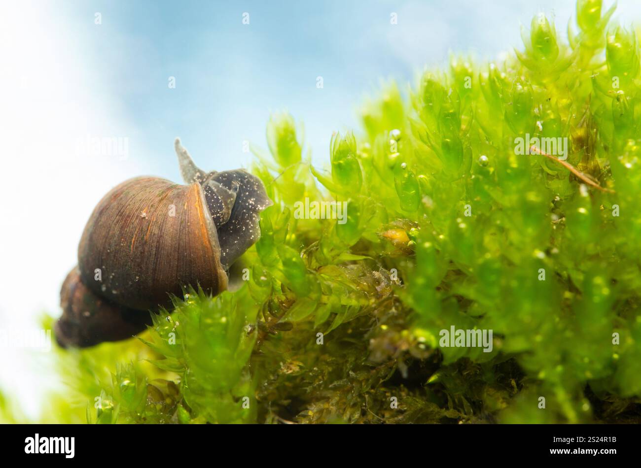 Pond snail (Stagnicola palustris Stock Photo - Alamy