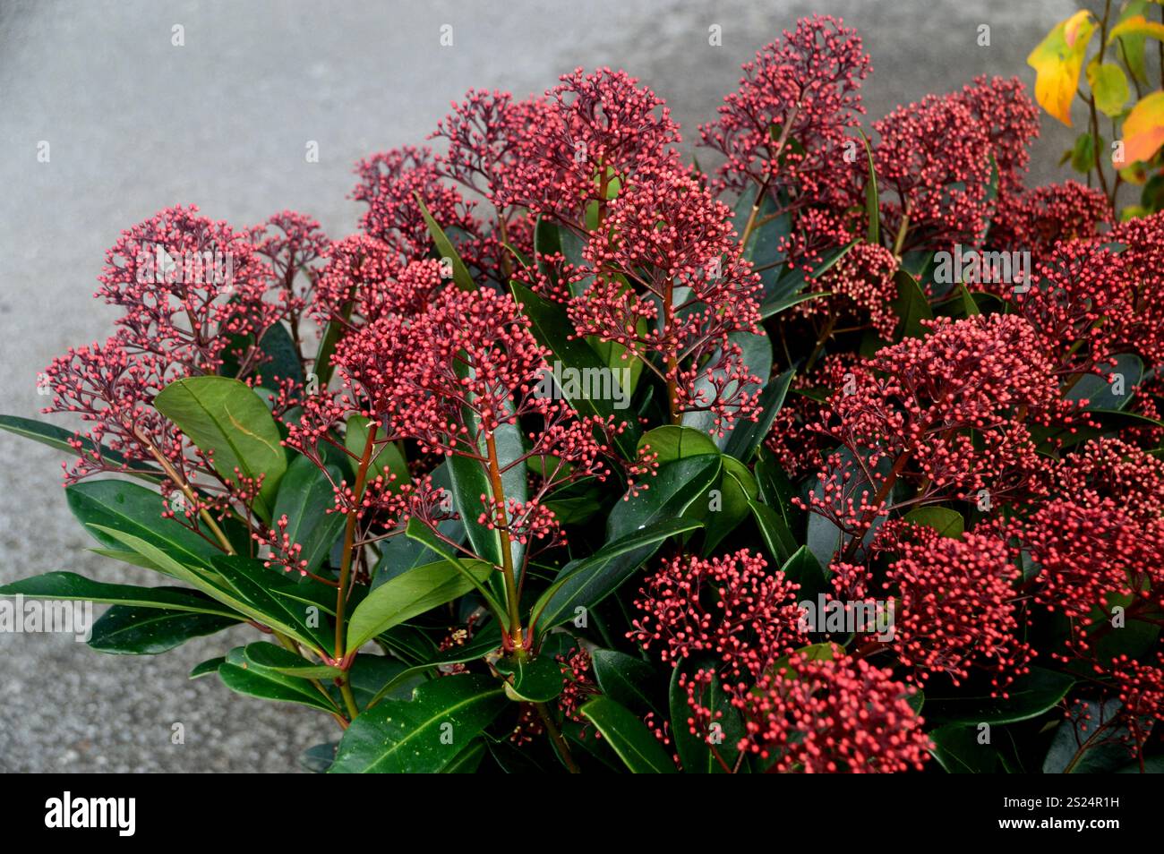 Dark Red Skimmia Japonica 'Rubella' Berries grown in a Border at RHS ...