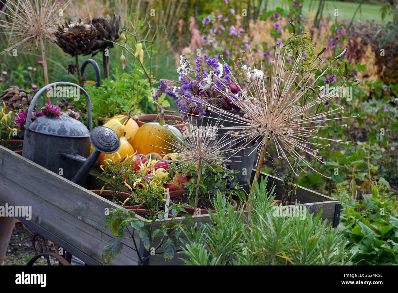 An Autumnal Wheelbarrow Display at RHS Garden Harlow Carr, Harrogate ...