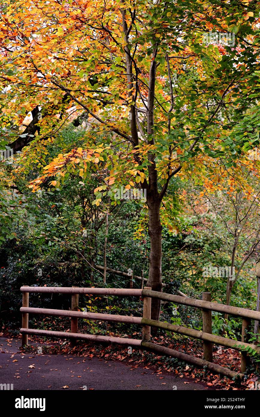 Autumn leaves and fence rails Stock Photo - Alamy