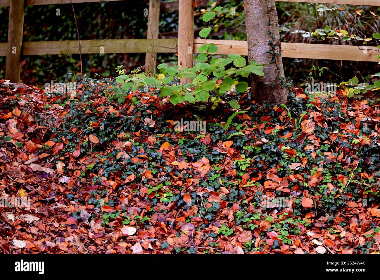 Autumn leaves on the ground and fence rails Stock Photo - Alamy