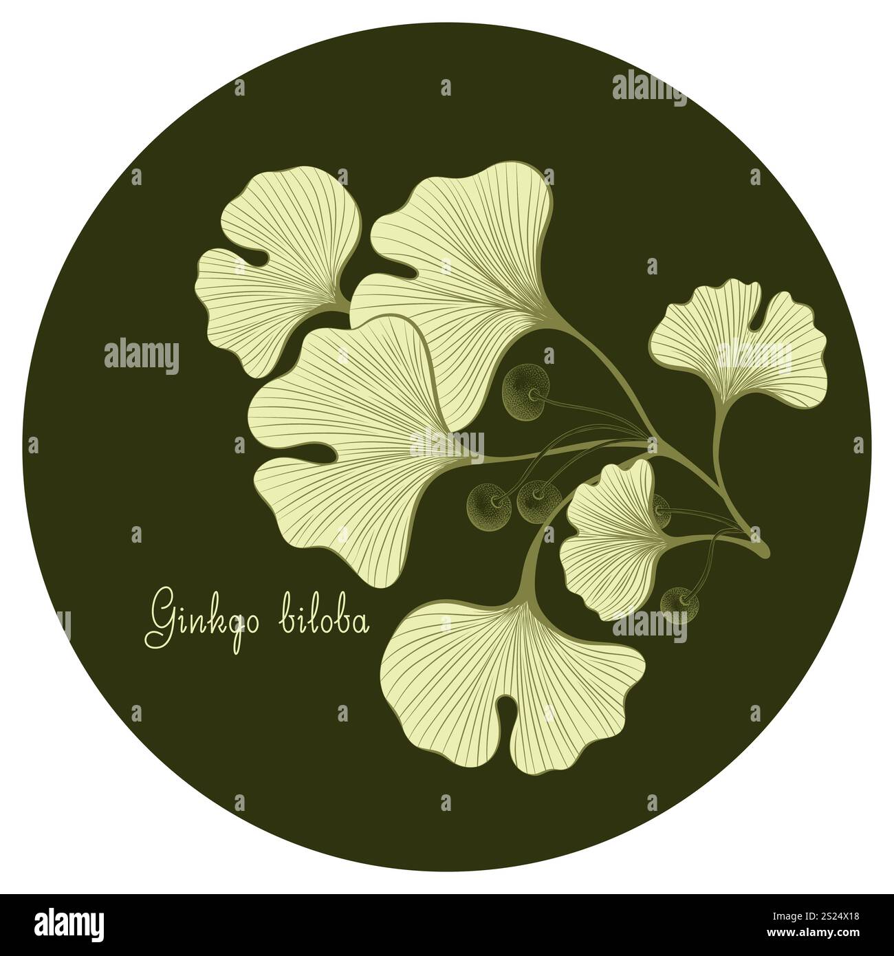 Hand-drawn ginkgo biloba plant as logo, vector illustration, botanical ...