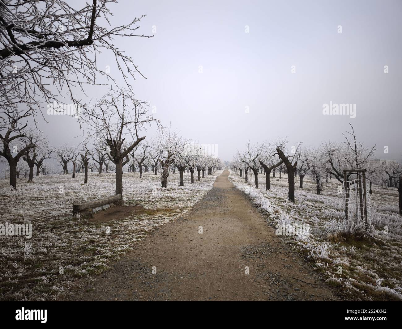 Gravel path leading through frosted orchard cherry park in prague ...