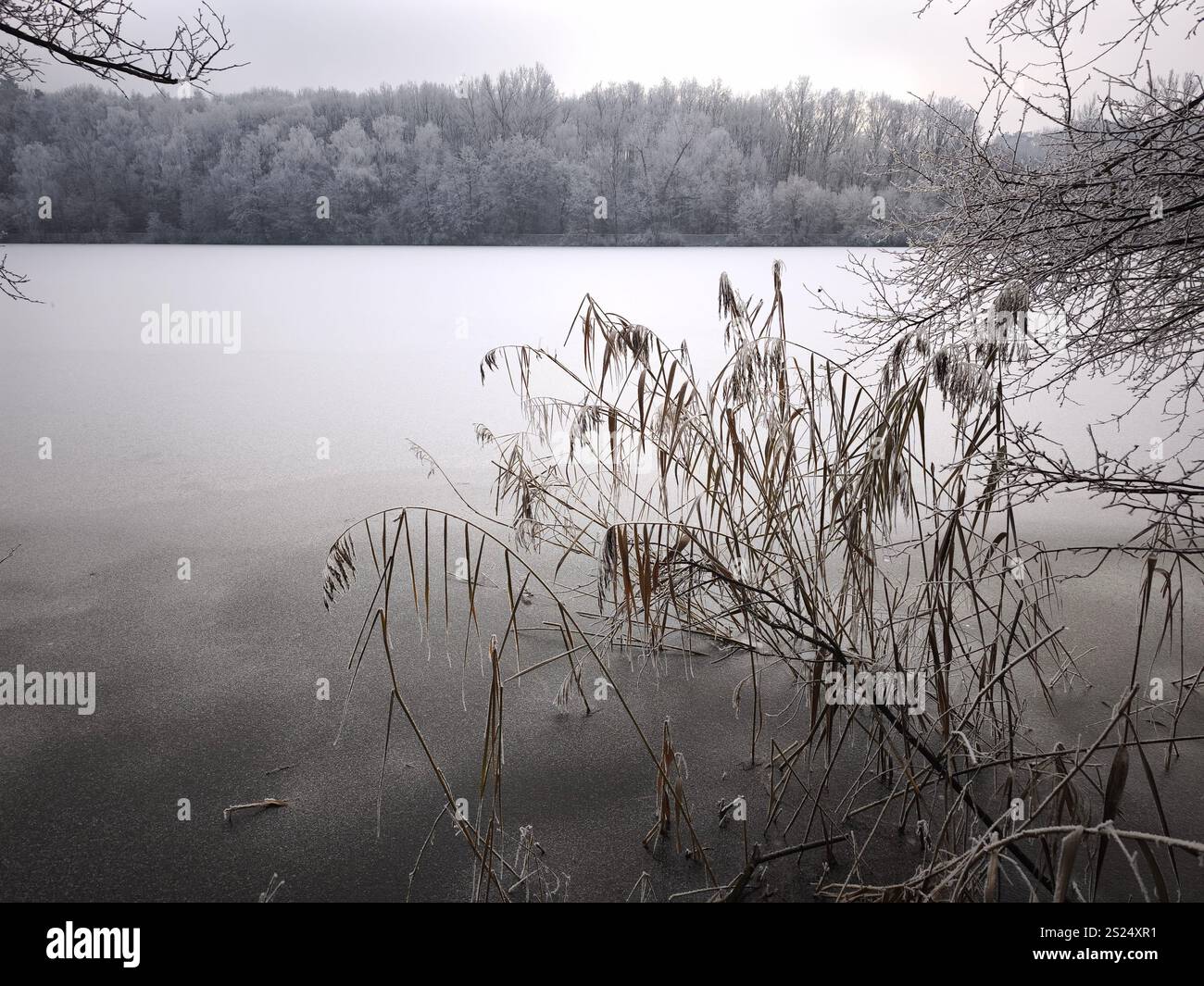 Frozen lake pond and snowy trees in prague, czechia, winter landscape ...