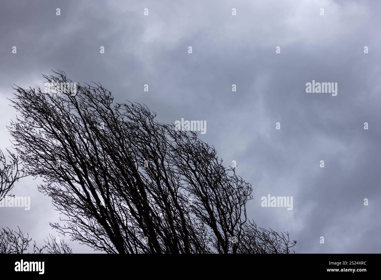Stürmisches Wetter Dunkle Wolken sind am Himmel über einem Baum zu ...
