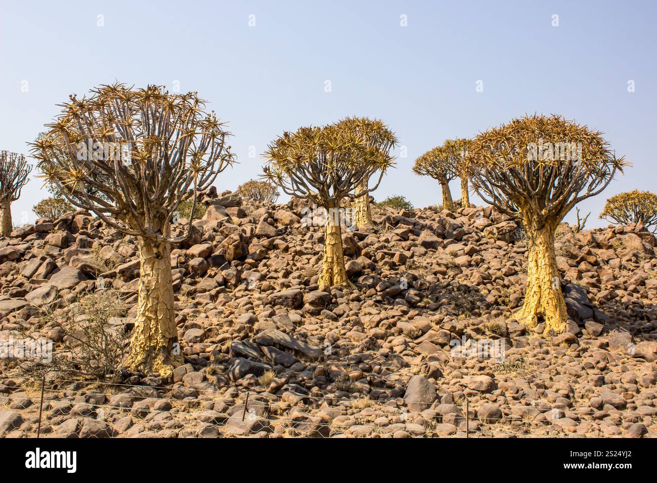 Large Quiver Trees, Aloidendron dichotomum, on a rocky ridge in ...