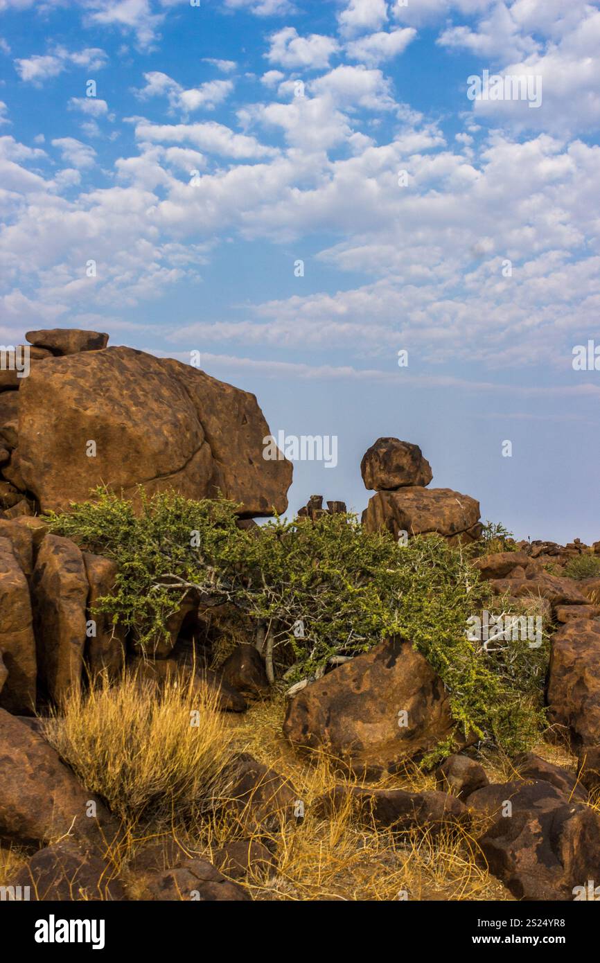 A small bush with in the rugged rock strewn landscape of the Giants ...