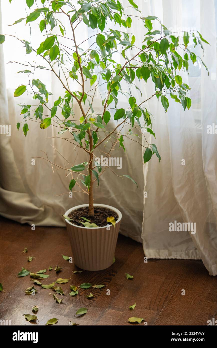 Potted ficus benjamina dropping leaves on a hardwood floor, positioned ...