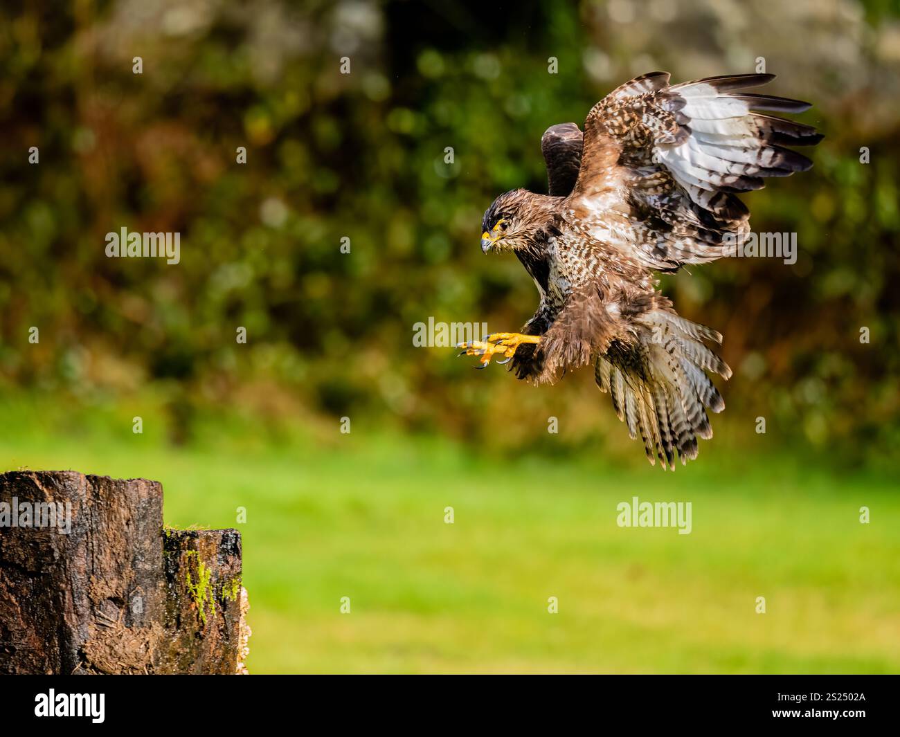 Common buzzard in winter in mid Wales Stock Photo - Alamy
