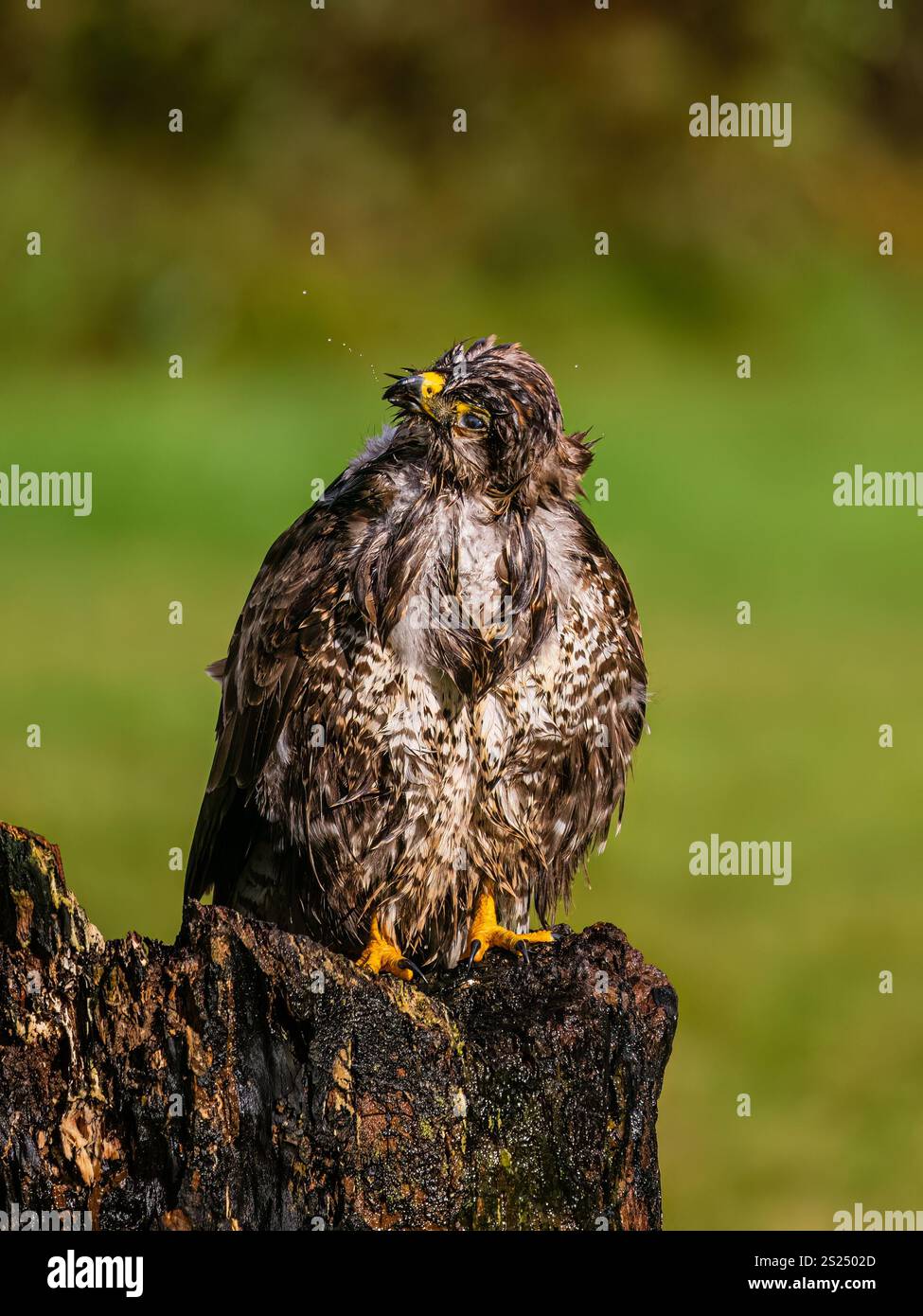 Common buzzard in winter in mid Wales Stock Photo - Alamy