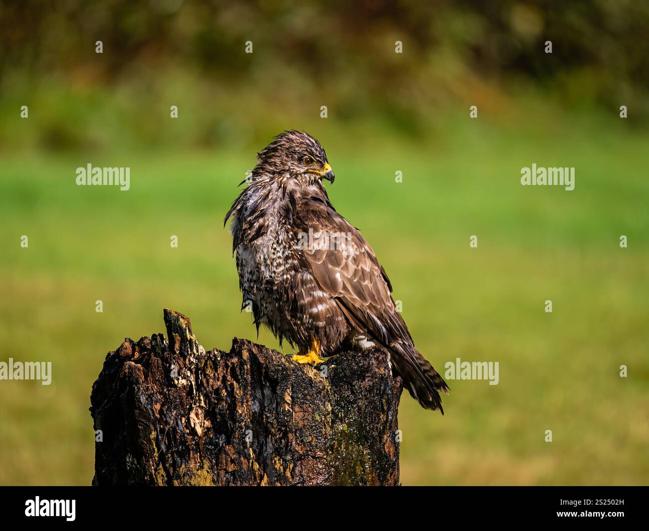 Common buzzard in winter in mid Wales Stock Photo - Alamy