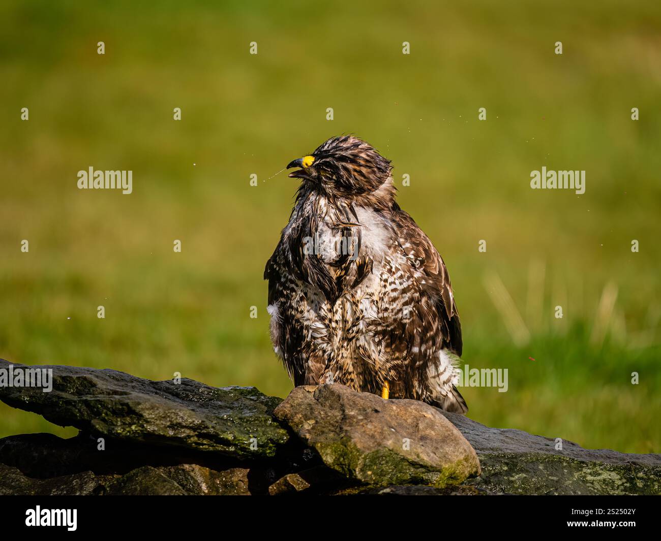 Common buzzard in winter in mid Wales Stock Photo - Alamy