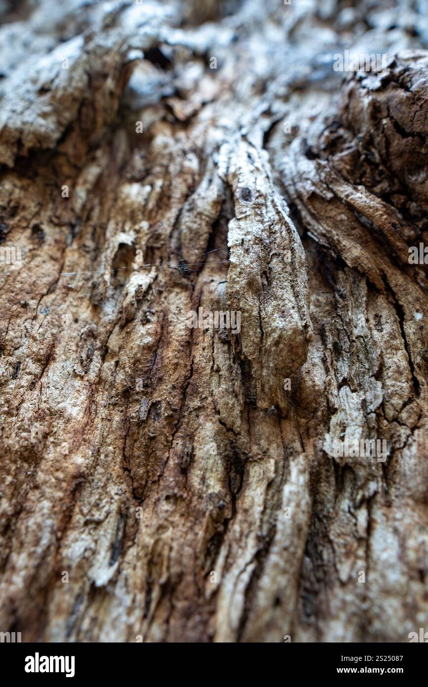 Nature's Art: A Close-Up Look at the Intricate Patterns of a Tree's ...