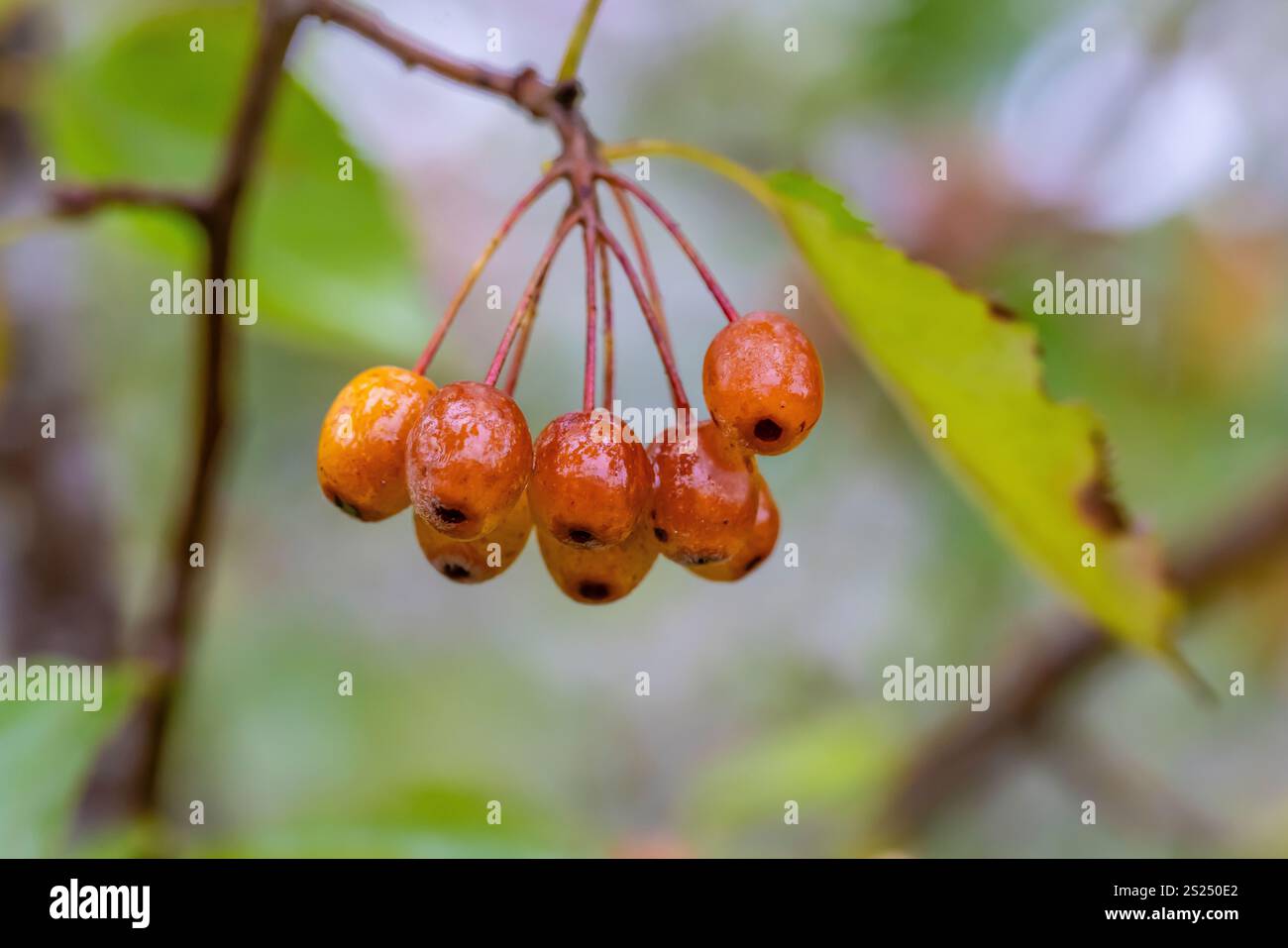 Oregon Crabapple, Malus fusca, with berries in Cape Disappointment ...