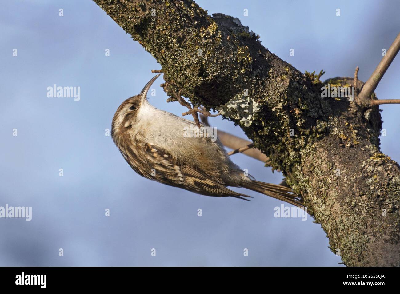 common treecreeper catches to the branch of a tree for hunts insects ...