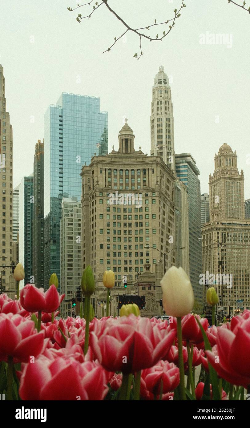 Chicago in Spring Stock Photo - Alamy