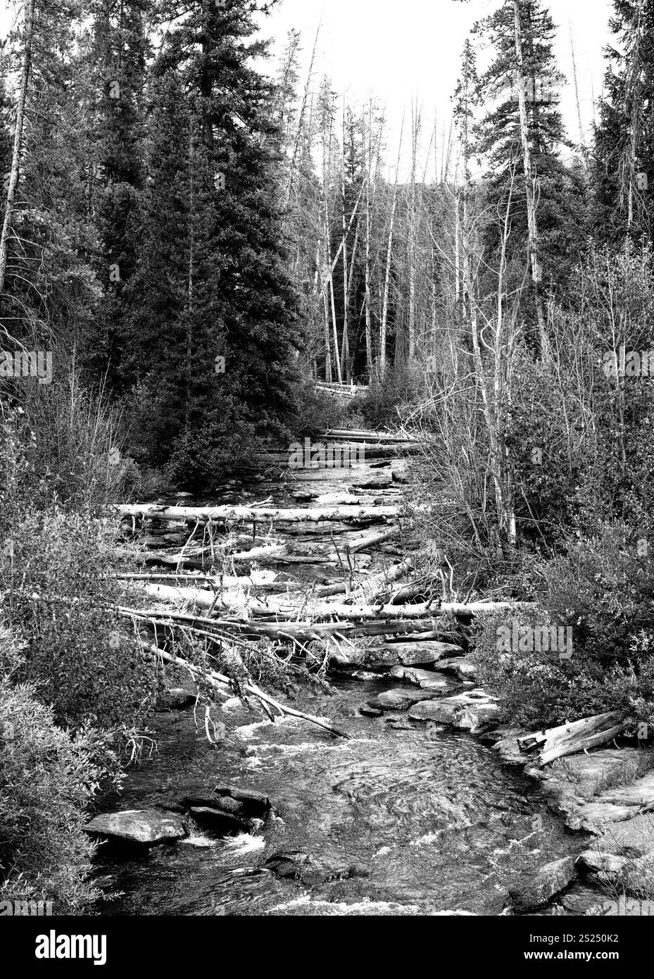 Peaceful hidden stream in forest hi-res stock photography and images ...