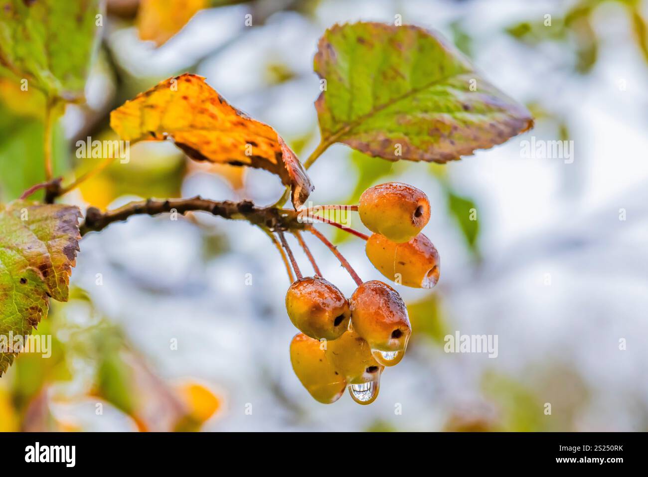 Oregon Crabapple, Malus fusca, with berries in Cape Disappointment ...