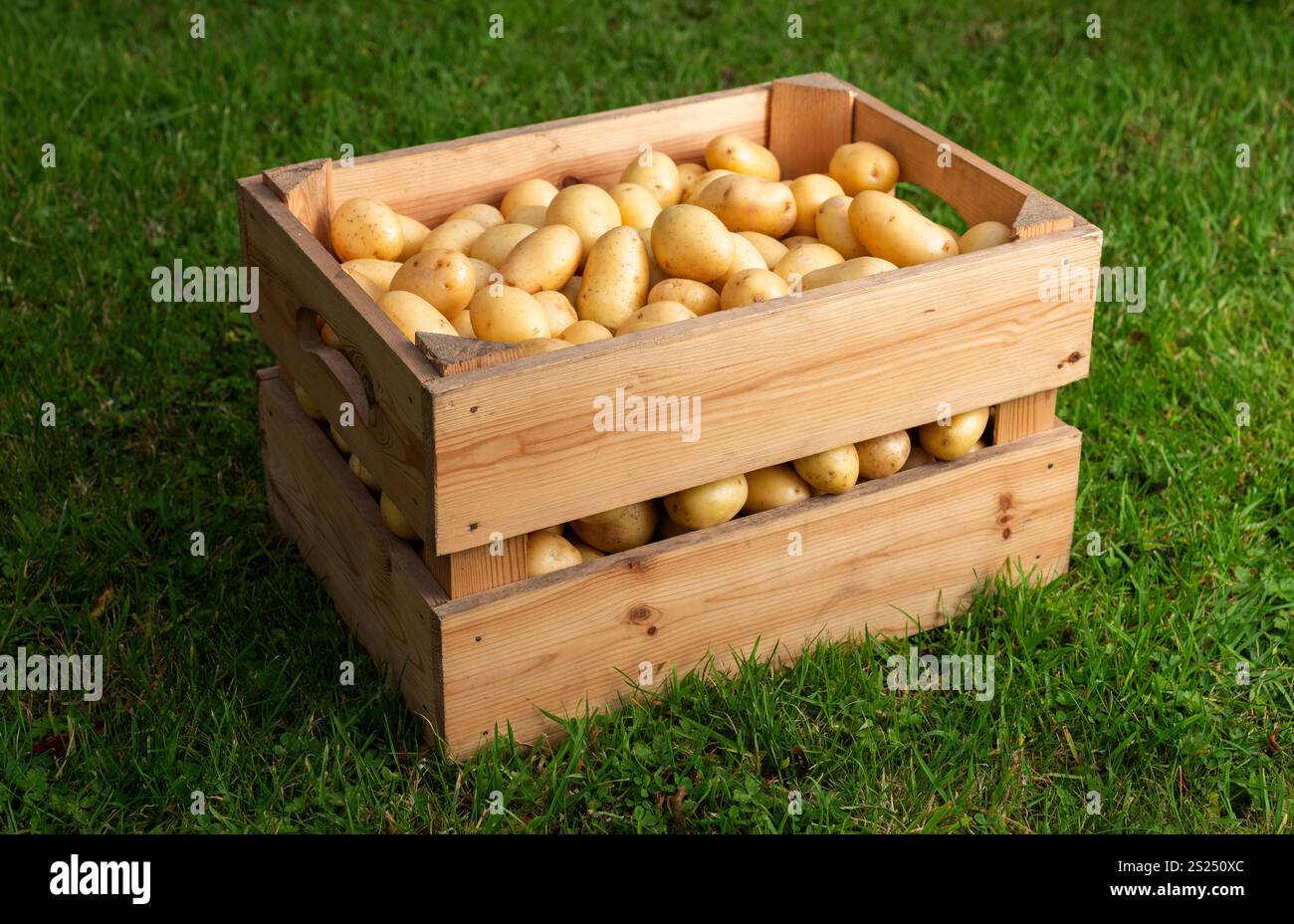 Grown in box hi-res stock photography and images - Alamy