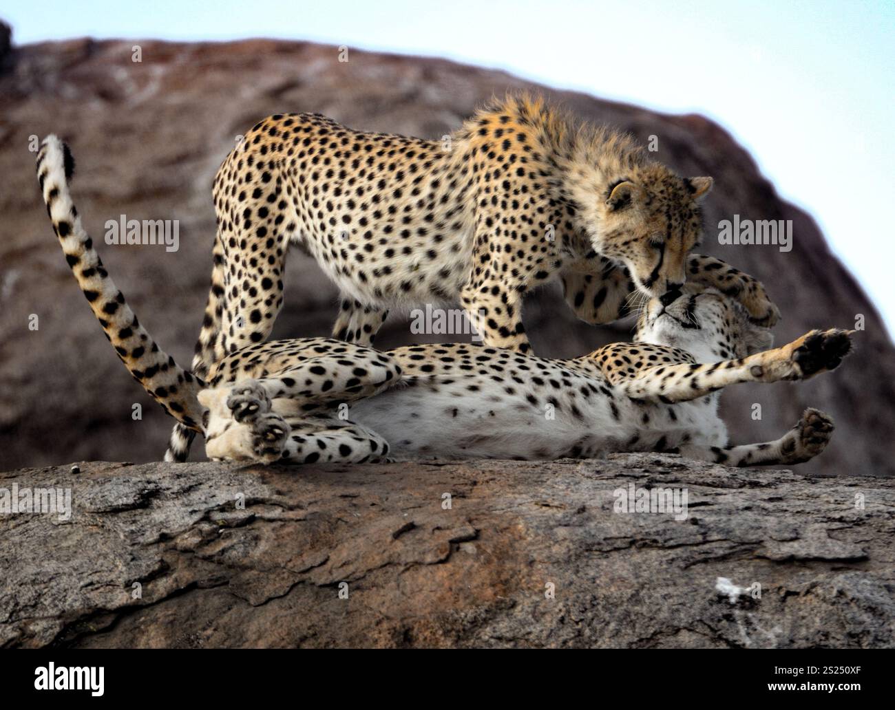 Cheetah (Acinonyx jubatus) is the world's fastest land animal Stock ...