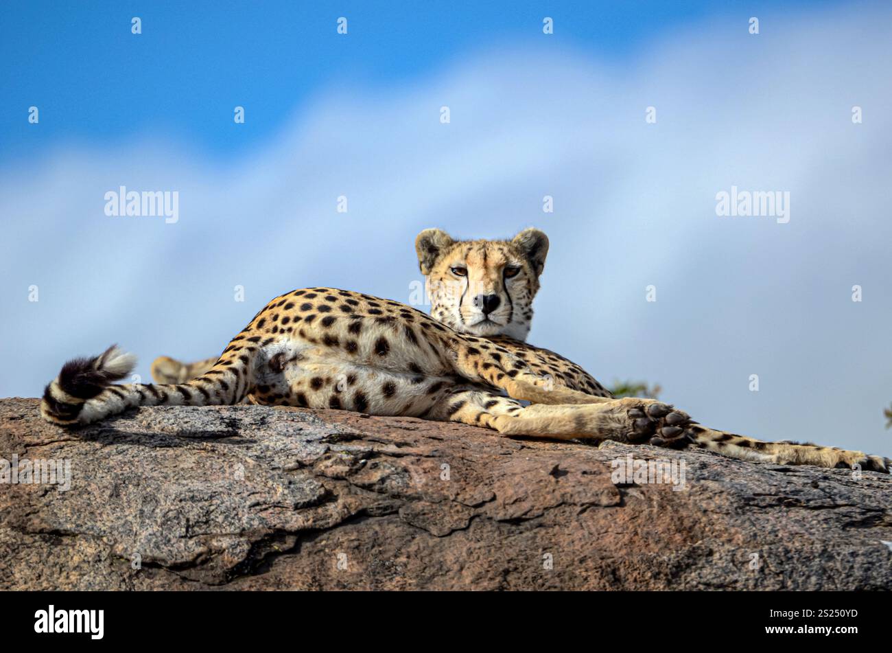 Cheetah (Acinonyx jubatus) is the world's fastest land animal Stock ...