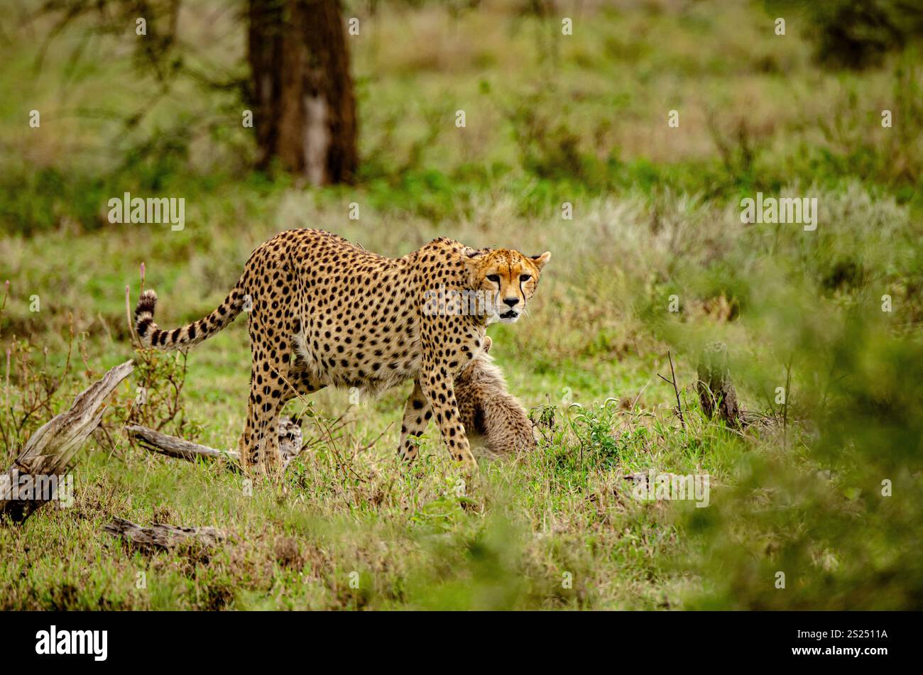 Cheetah (Acinonyx jubatus) is the world's fastest land animal Stock ...