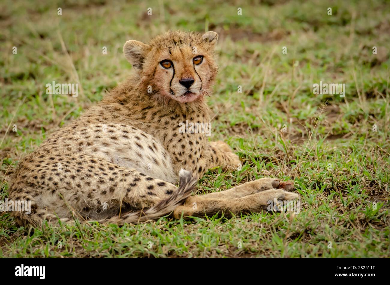 Cheetah (Acinonyx jubatus) is the world's fastest land animal Stock ...