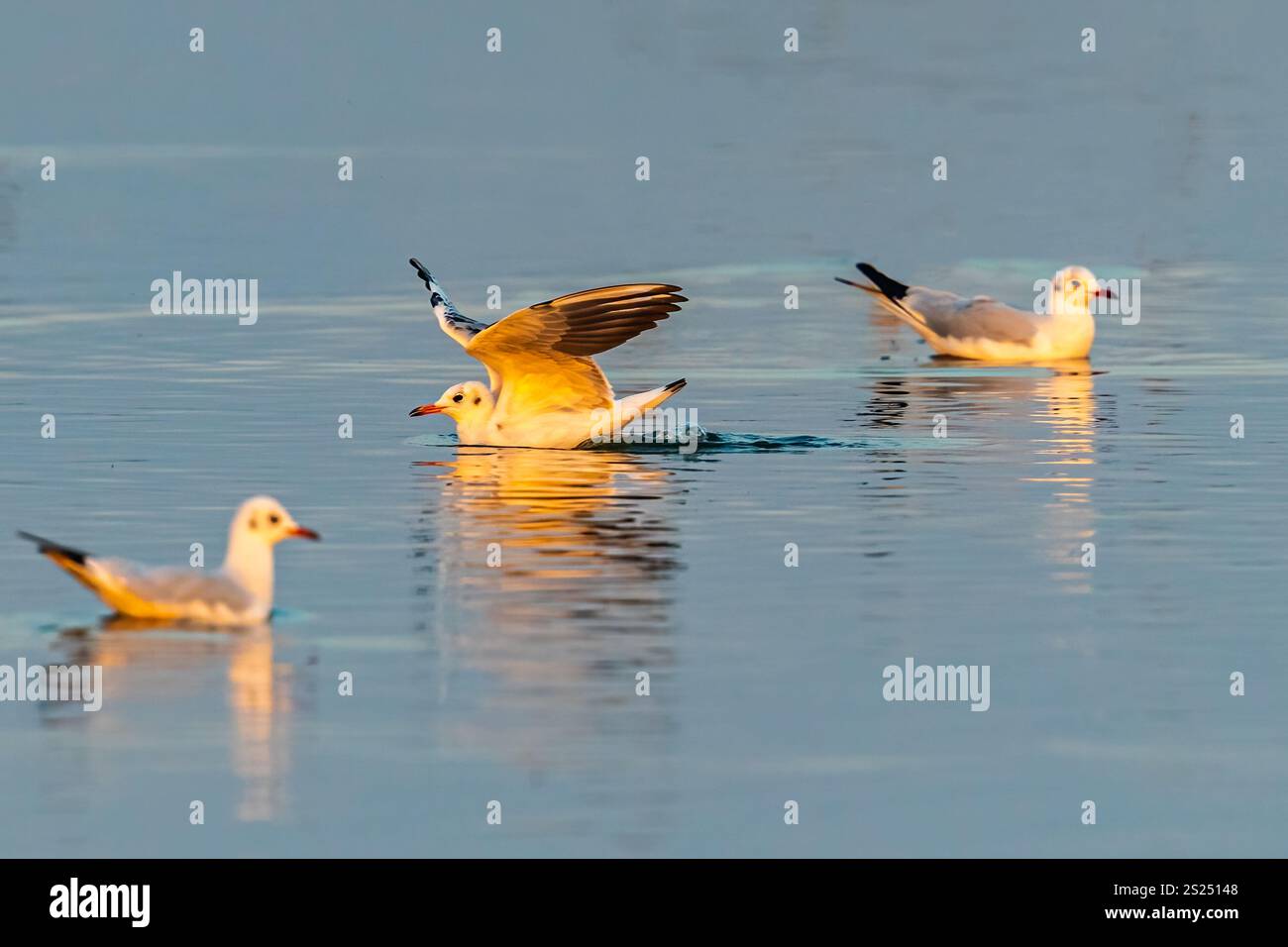 A Sea Gull landing in a lake Stock Photo - Alamy