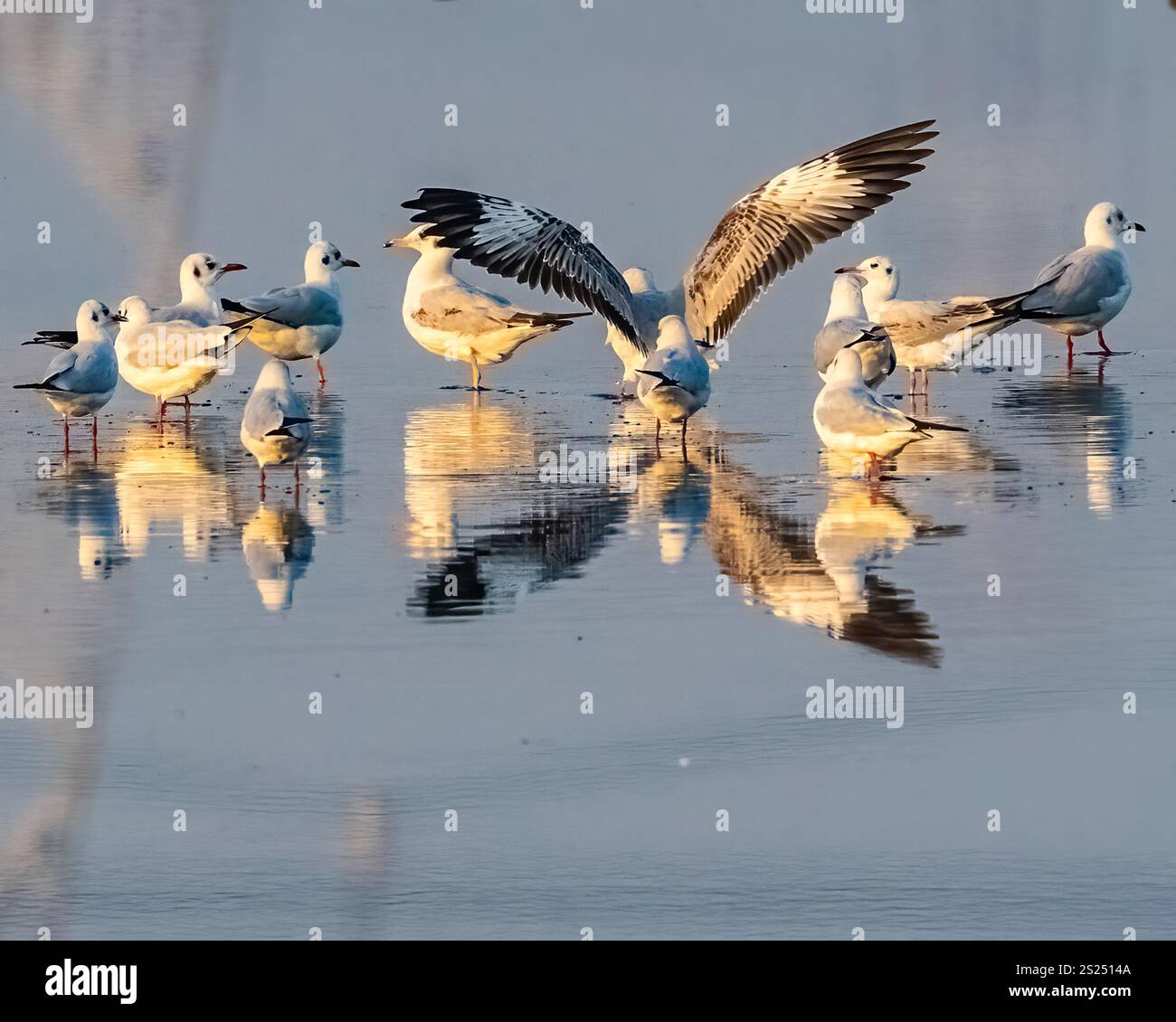 A Sea gull landing in a victory sign Stock Photo - Alamy