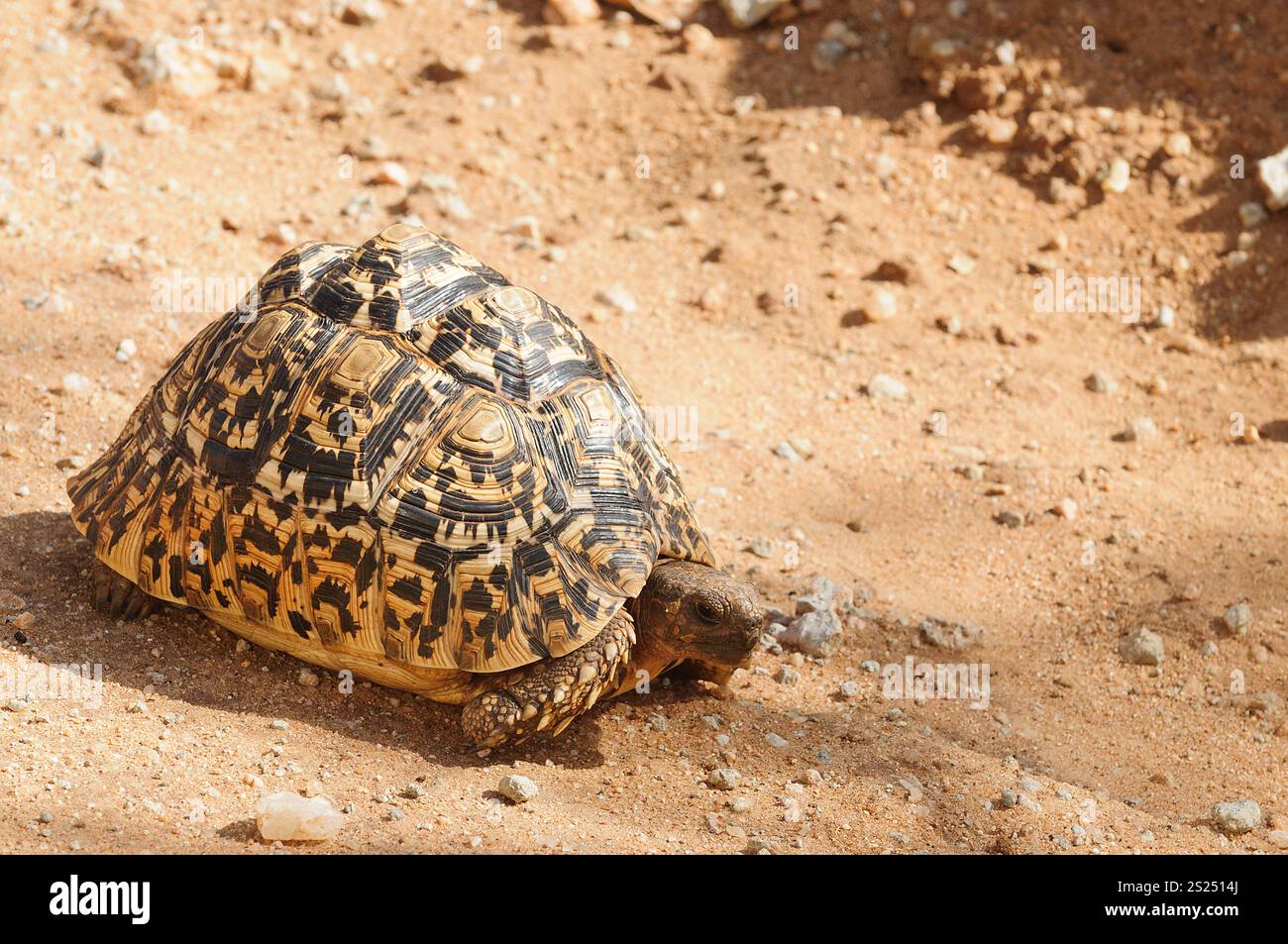 Closeup of Leopard tortoise (scientific name: Testudo pardalis, or ...