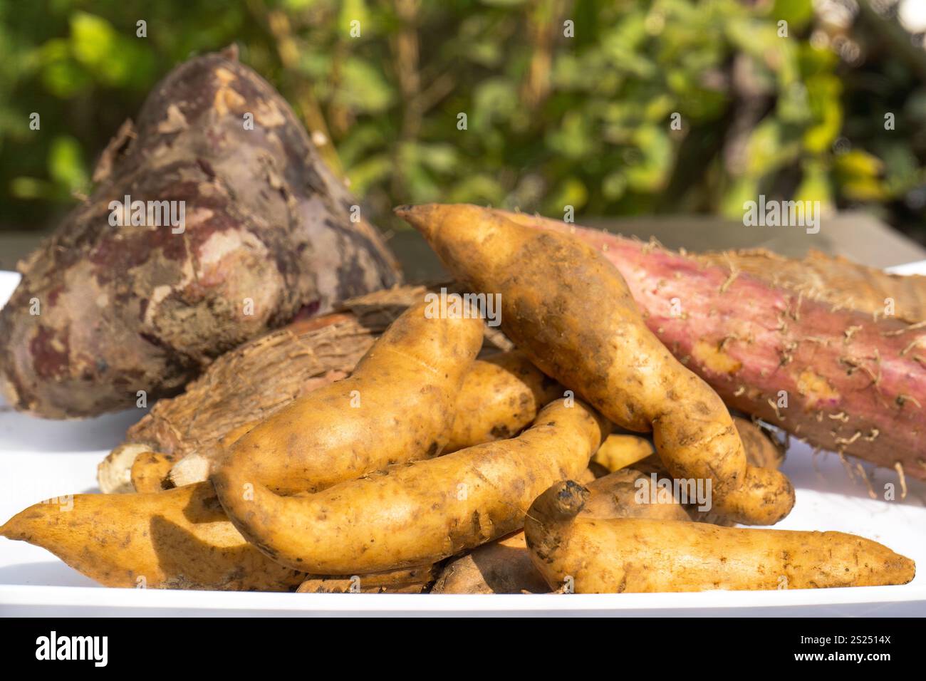 Sweet Potato and Yam Root Fibrous Vegetable Healthy Concept Isolated ...
