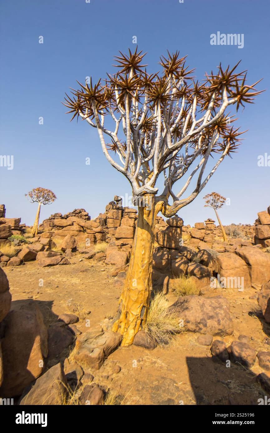Quiver trees growing among the strange, boulder strewn landscape of ...
