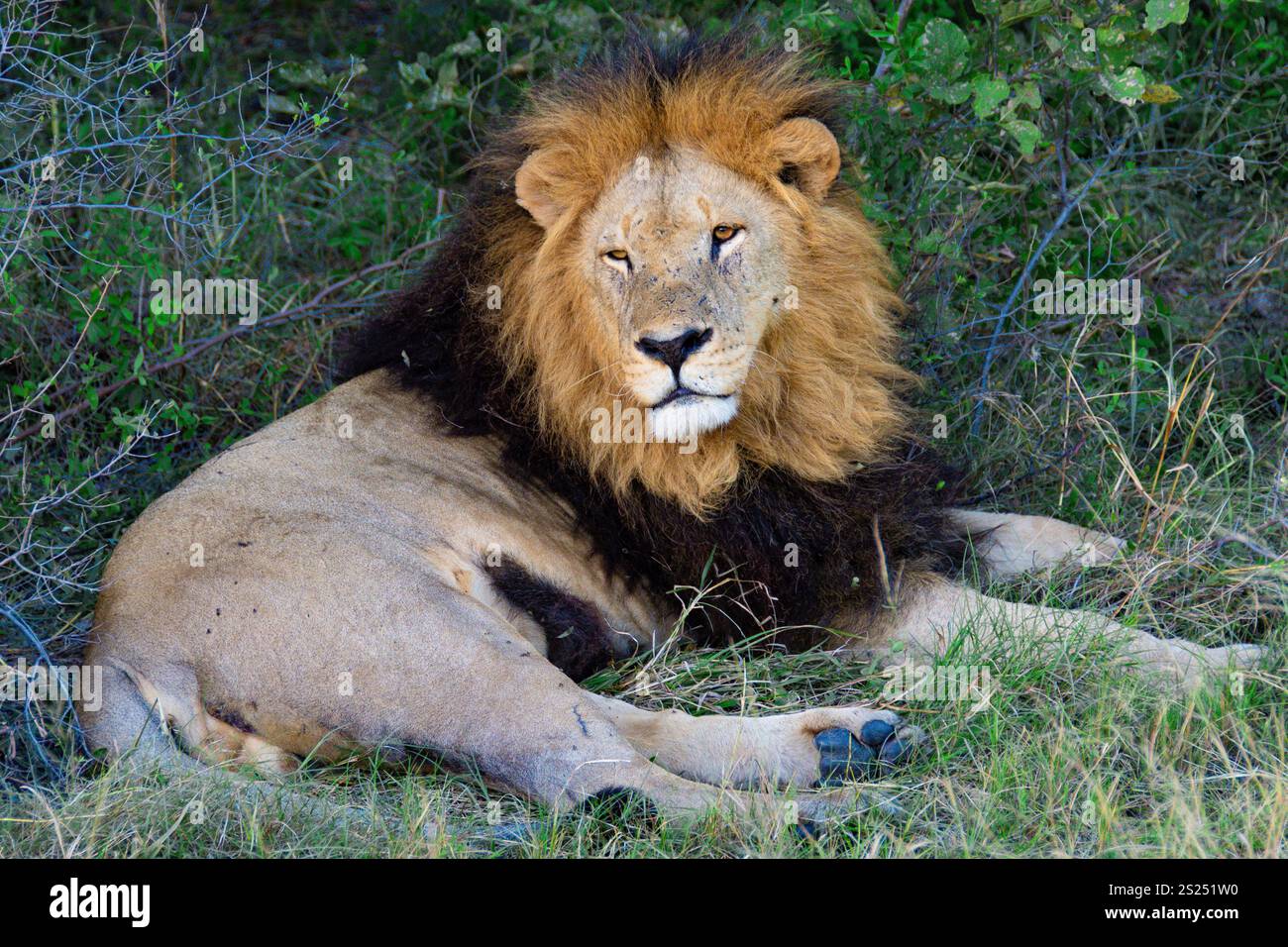 The African Lion (Panthera leo) is a Keystone Predator Stock Photo - Alamy
