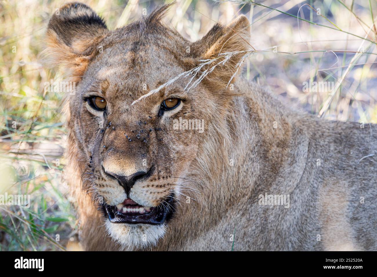 The African Lion (Panthera leo) is a Keystone Predator Stock Photo - Alamy