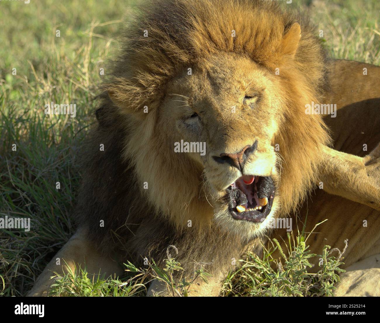 The African Lion (Panthera leo) is a Keystone Predator Stock Photo - Alamy