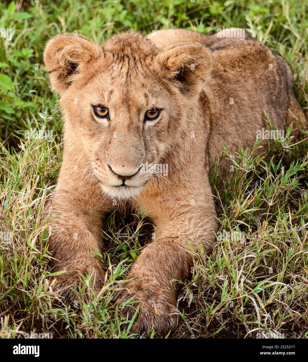The African Lion (Panthera leo) is a Keystone Predator Stock Photo - Alamy