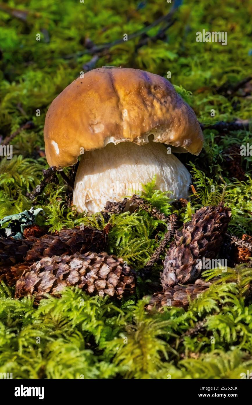 King Bolete, Boletus edulis, in Cape Disappointment State Park ...