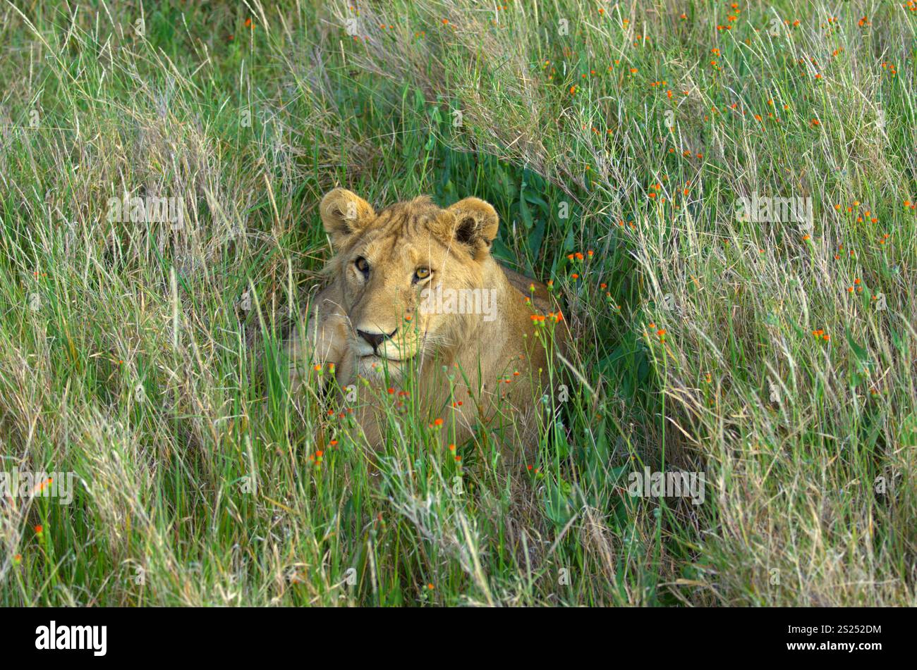 The African Lion (Panthera leo) is a Keystone Predator Stock Photo - Alamy